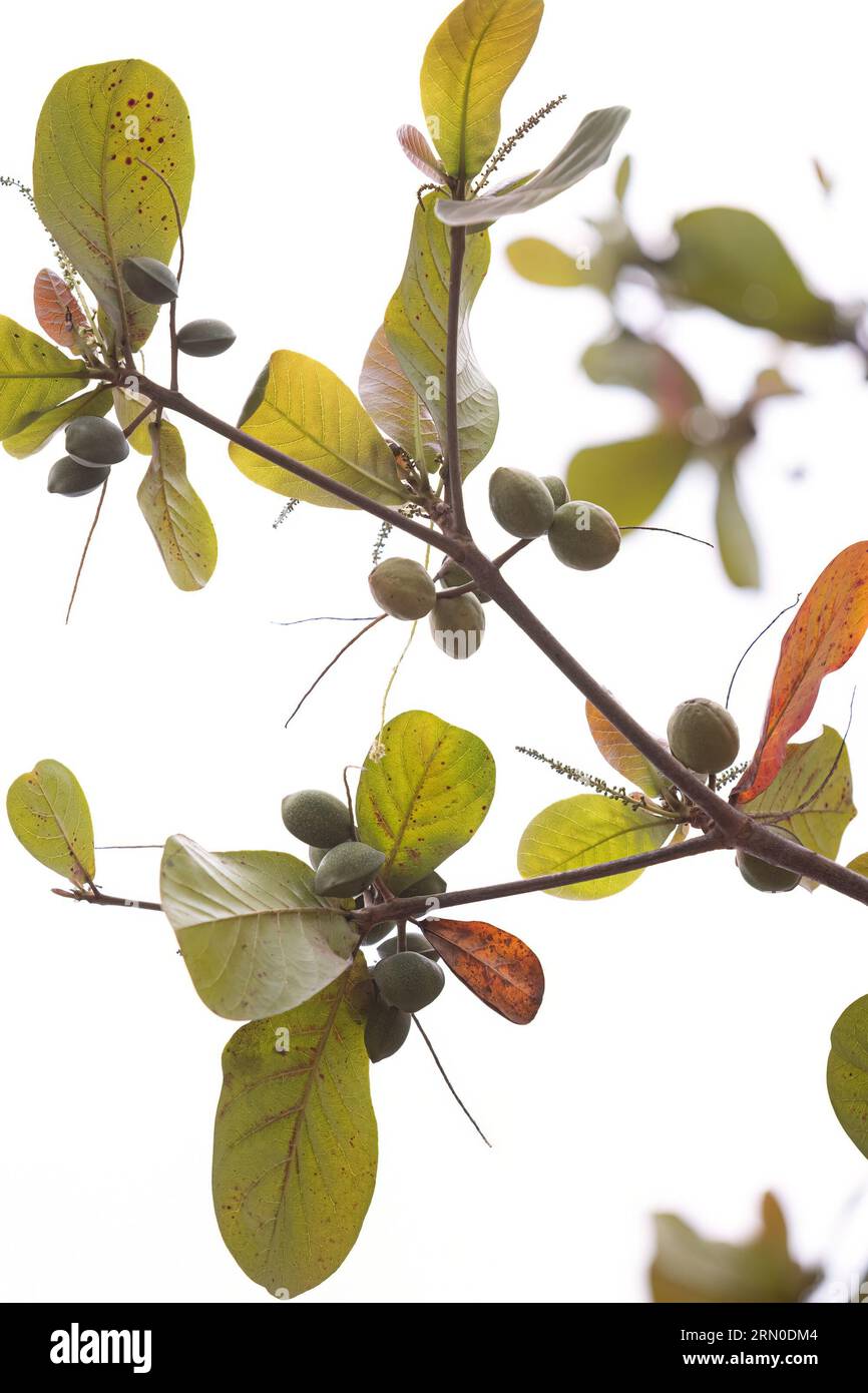 Sea Almond Tree of the species Terminalia catappa Stock Photo - Alamy