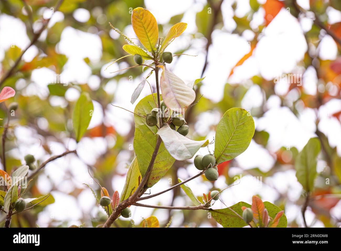 Sea Almond Tree of the species Terminalia catappa Stock Photo - Alamy