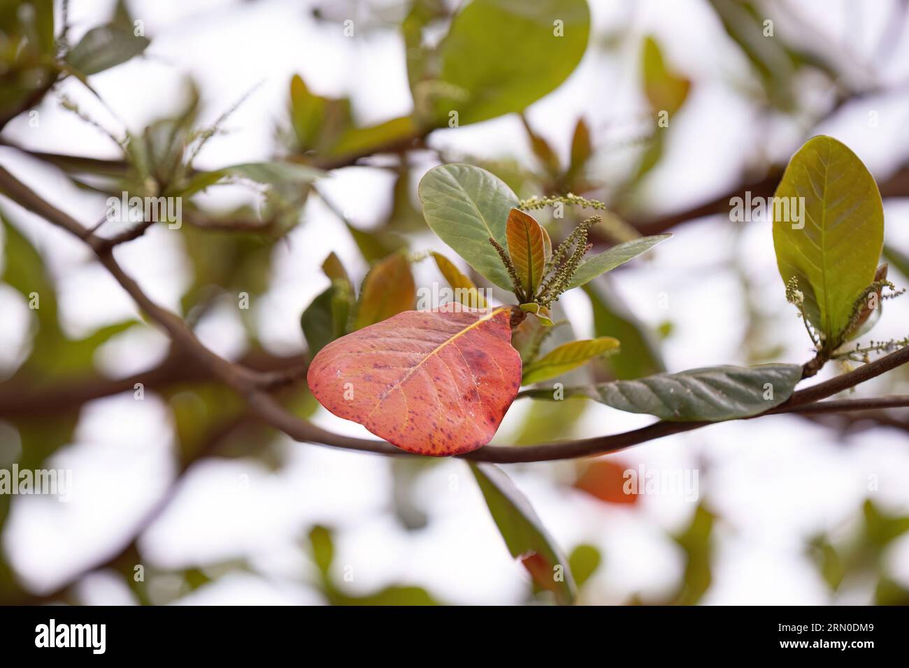 Sea Almond Tree of the species Terminalia catappa Stock Photo - Alamy