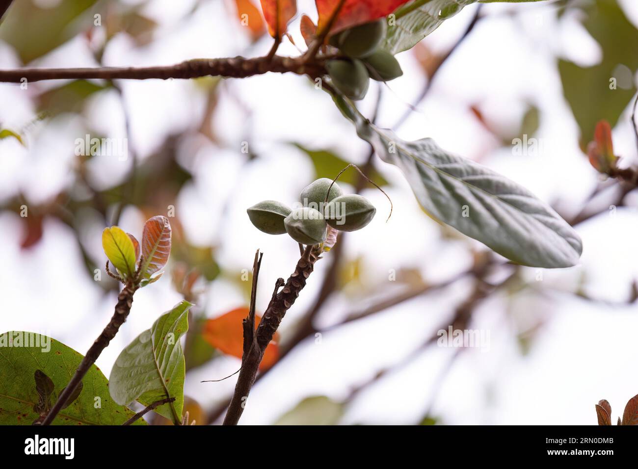 Sea Almond Tree of the species Terminalia catappa Stock Photo - Alamy