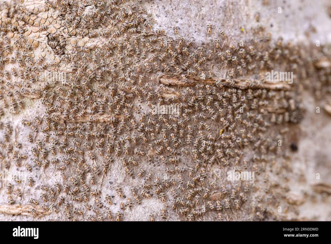 Small Lice Insects of the Order Psocodea on a trunk Stock Photo - Alamy