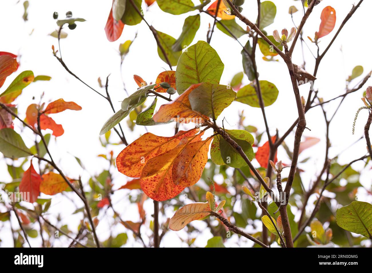 Sea Almond Tree of the species Terminalia catappa Stock Photo - Alamy