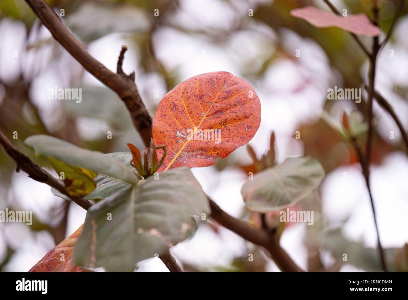 Sea Almond Tree of the species Terminalia catappa Stock Photo - Alamy