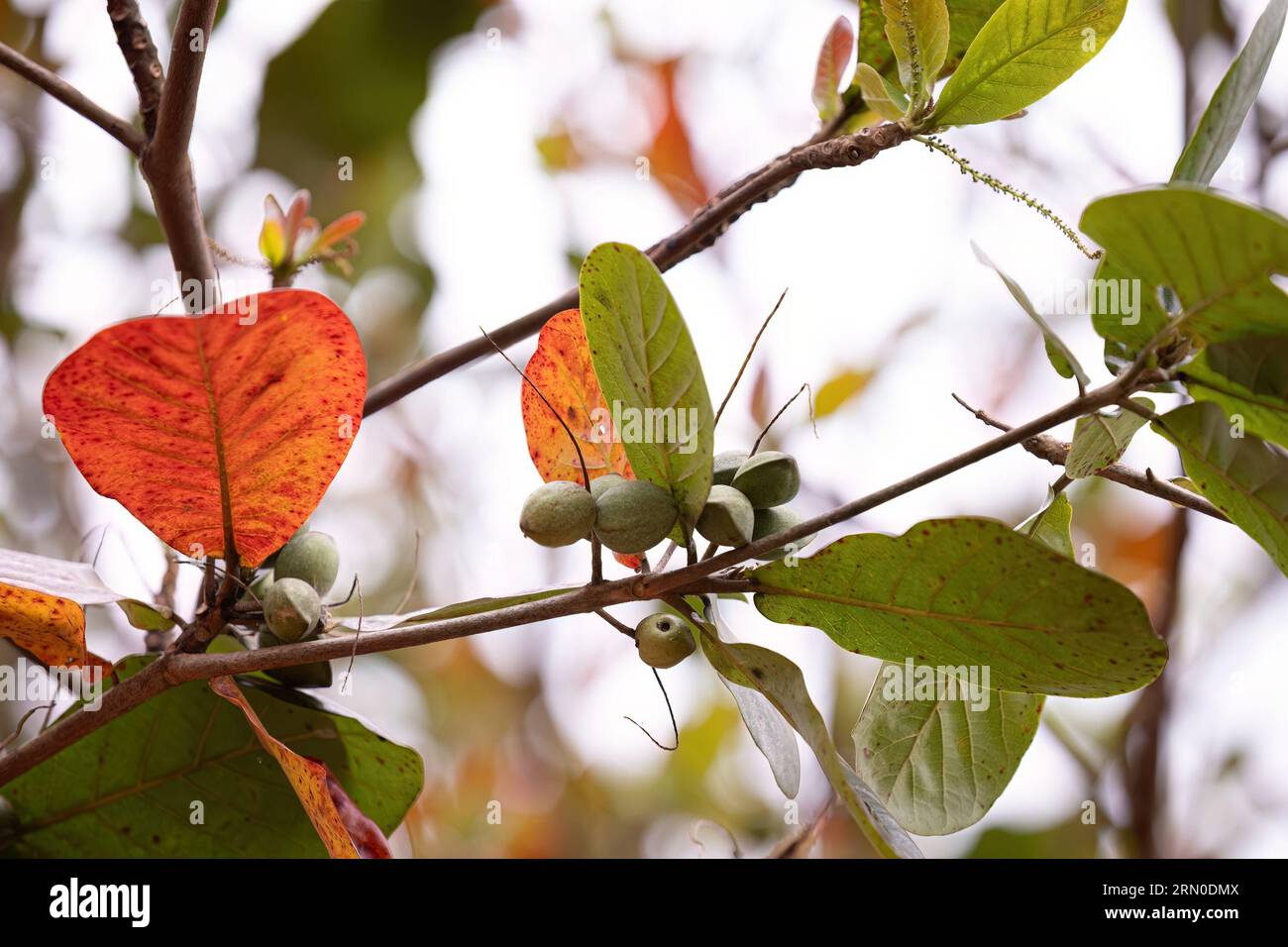 Sea Almond Tree of the species Terminalia catappa Stock Photo - Alamy
