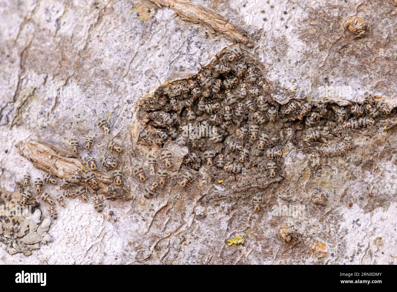 Small Lice Insects of the Order Psocodea on a trunk Stock Photo - Alamy