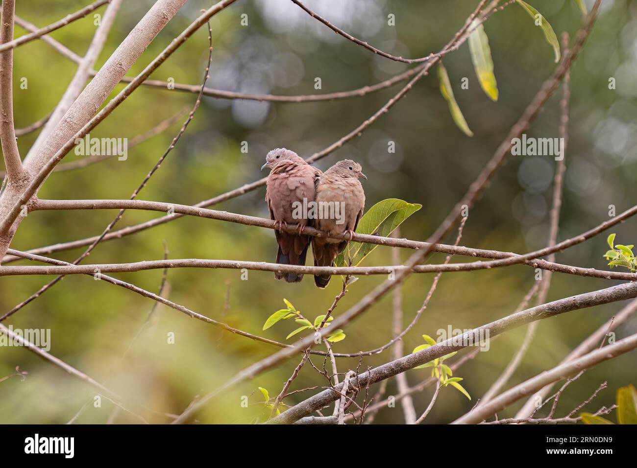 Ground doves hi-res stock photography and images - Alamy Ground doves hi-res stock photography and images - Alamy
