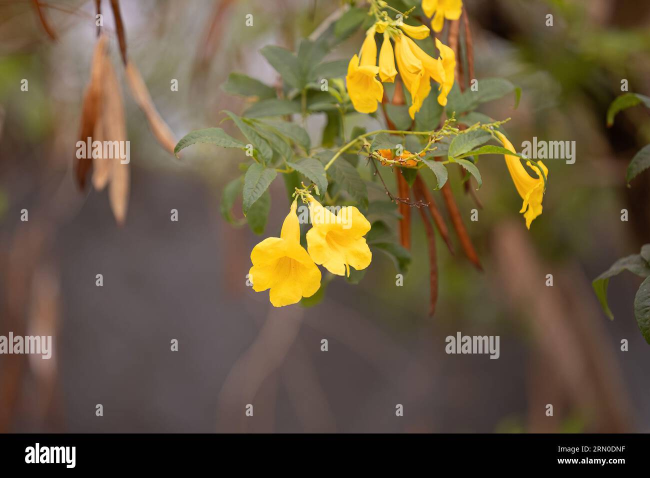 Yellow Trumpet Flower Tree of the species Tecoma stans Stock Photo - Alamy
