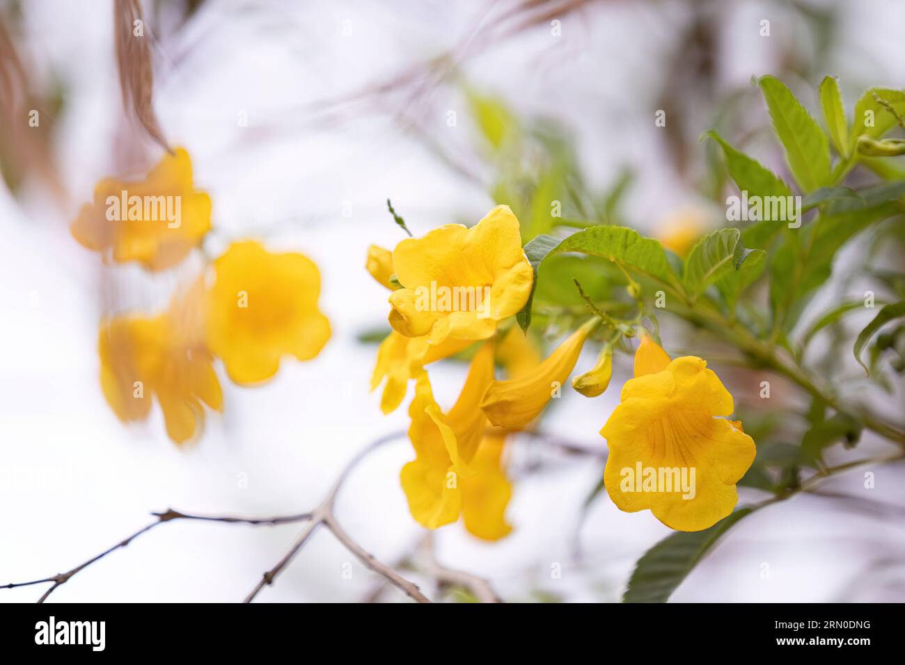 Yellow Trumpet Flower Tree of the species Tecoma stans Stock Photo - Alamy