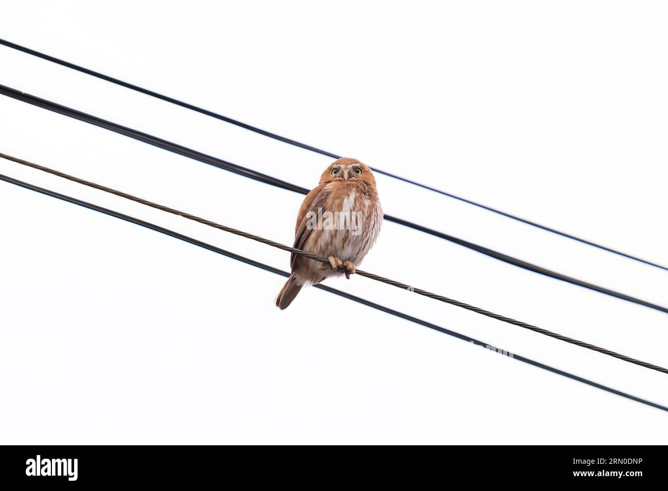 Ferruginous Pygmy Owl Animal of the species Glaucidium brasilianum ...