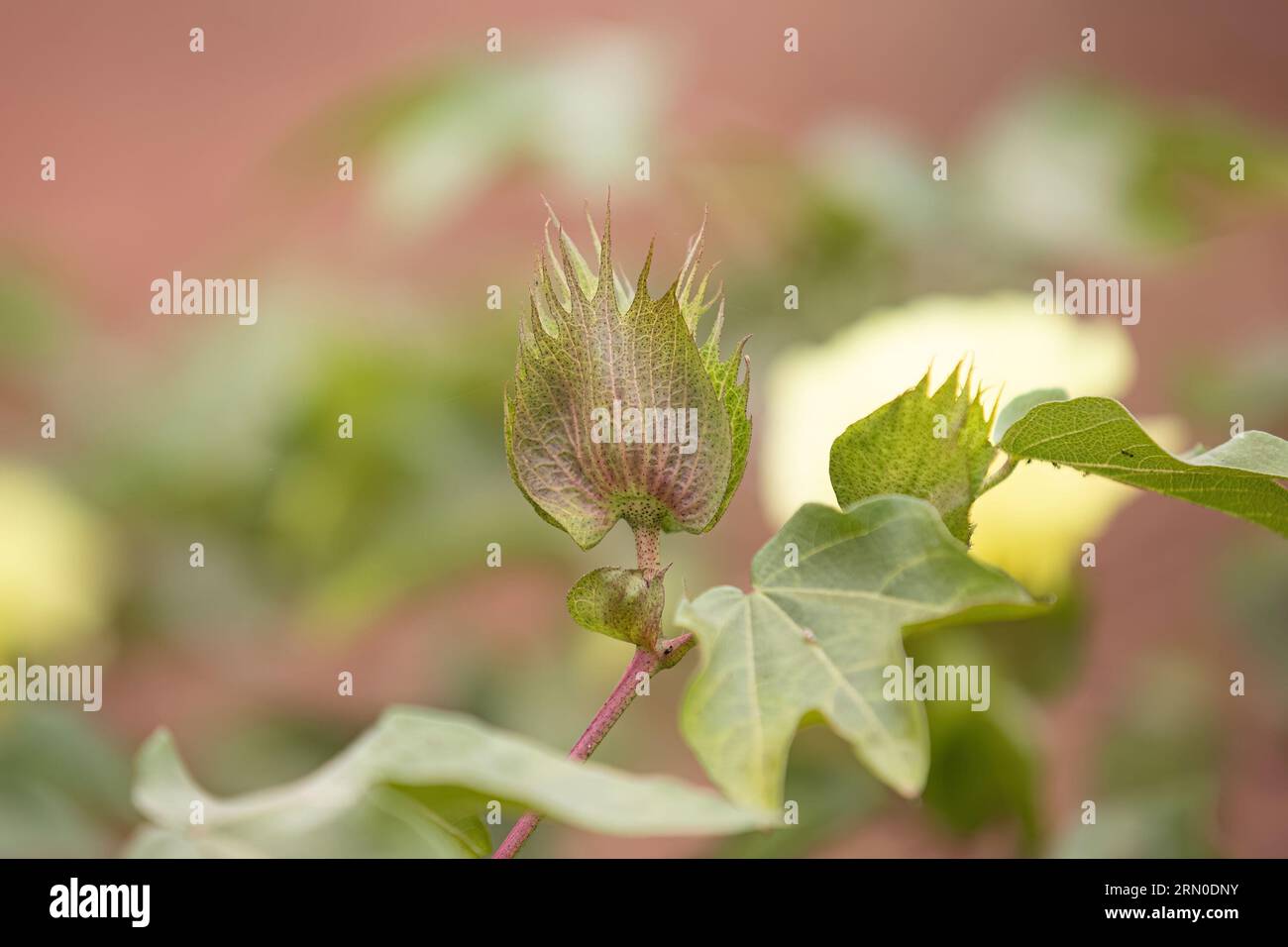 Upland Cotton Plant of the species Gossypium hirsutum Stock Photo - Alamy