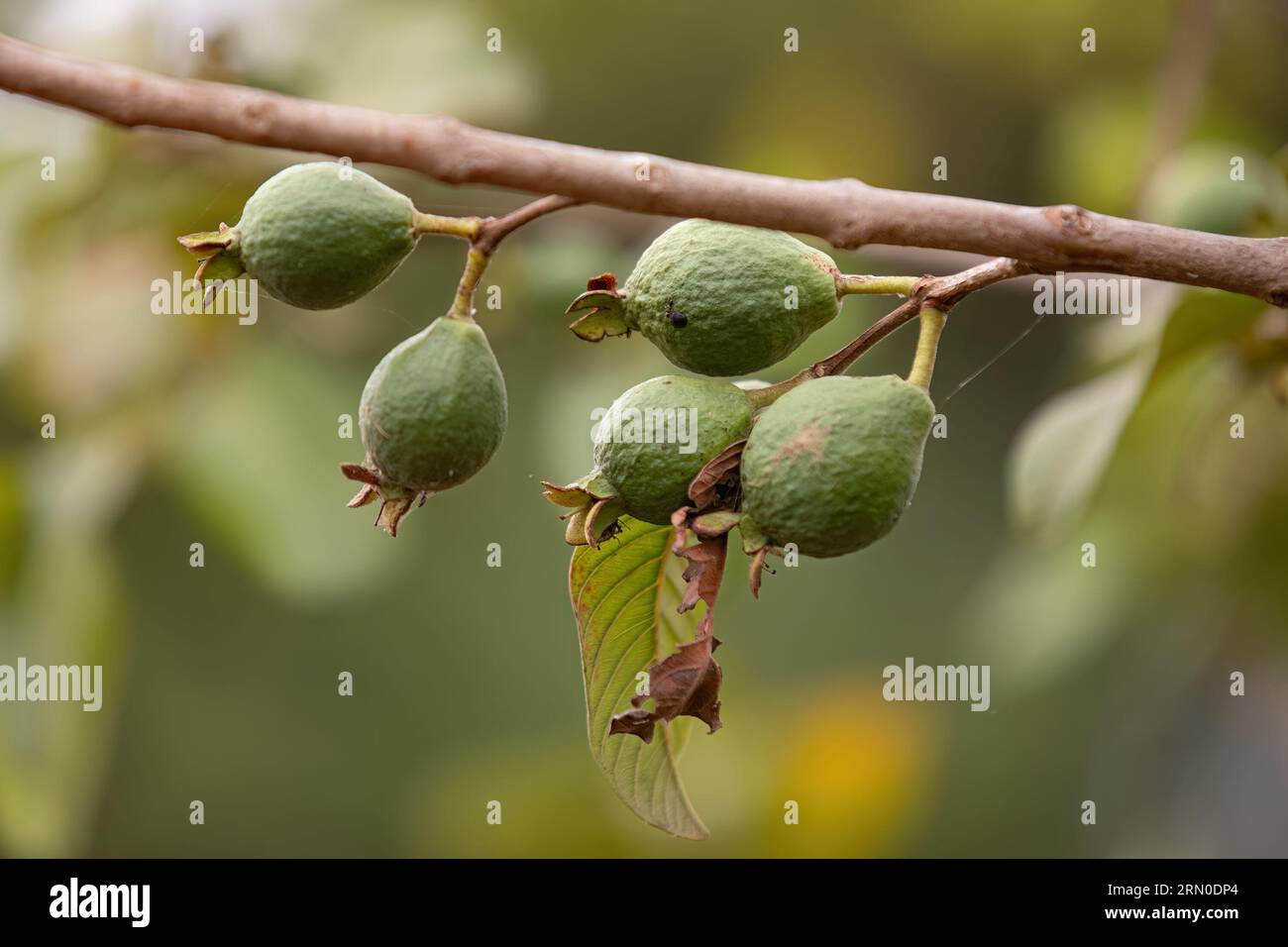 Small Guavas Fruit of the Species Psidium guajava Stock Photo - Alamy