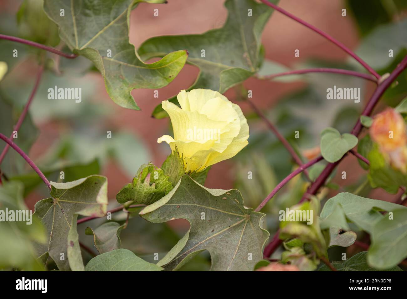 Upland Cotton Plant of the species Gossypium hirsutum Stock Photo - Alamy