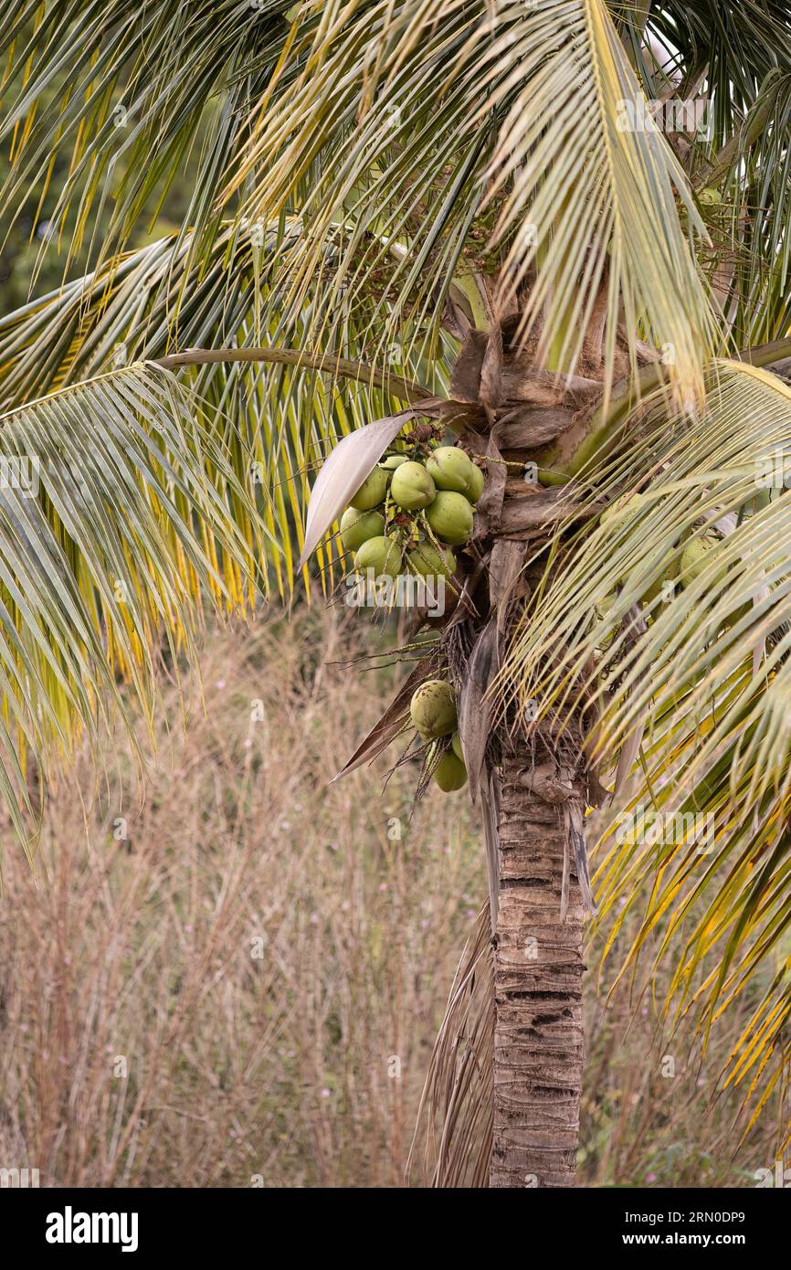 Coco cocos nucifera hi-res stock photography and images - Alamy