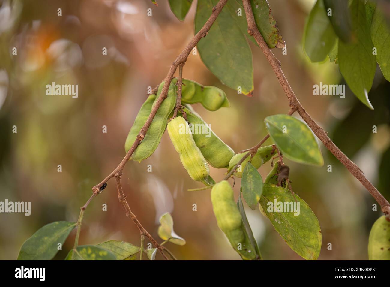 closeup of fruits of the brazilian fruit tree called inga Stock Photo ...
