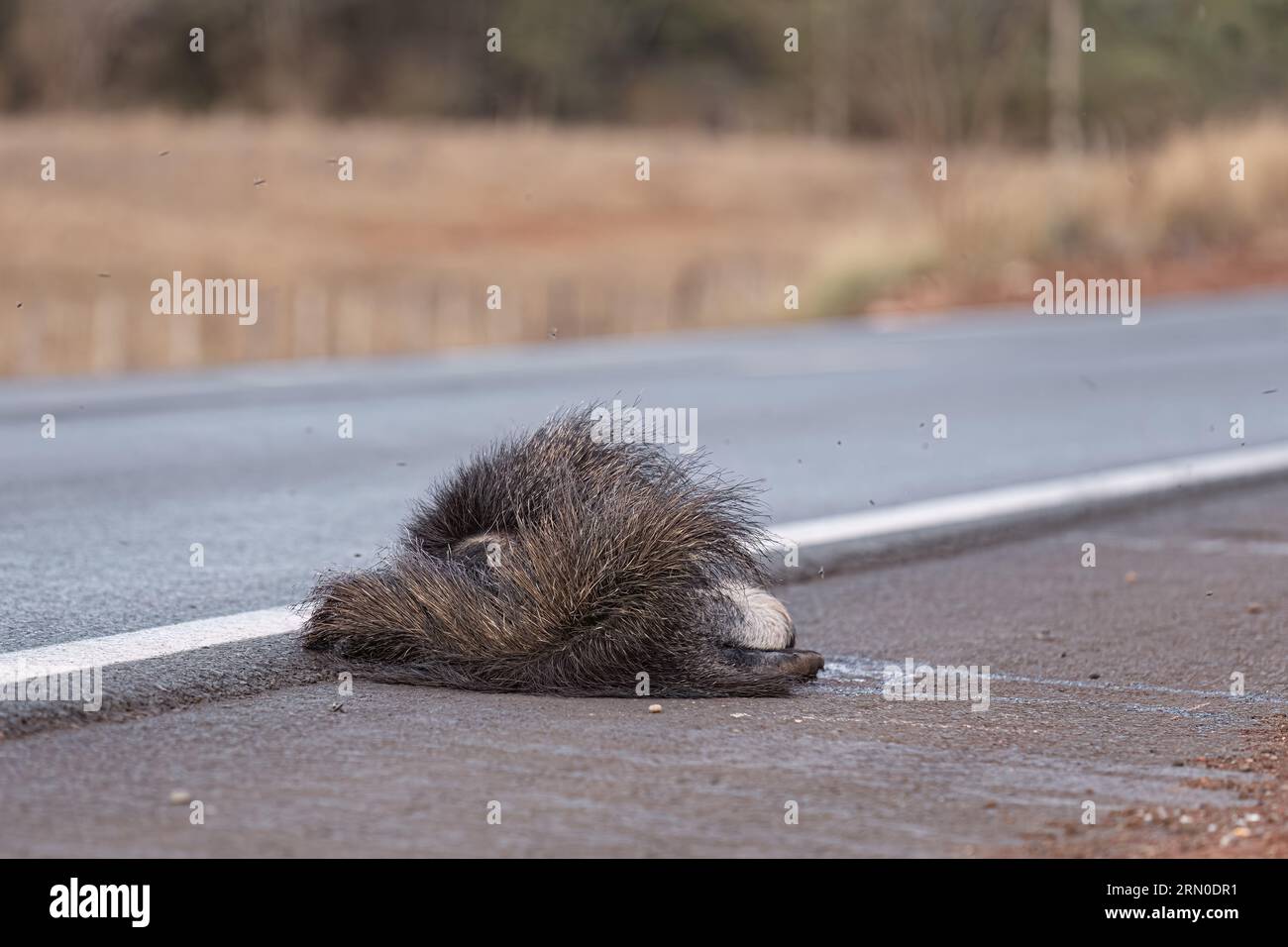 Giant anteater run over illustrative of the themes running over fauna ...