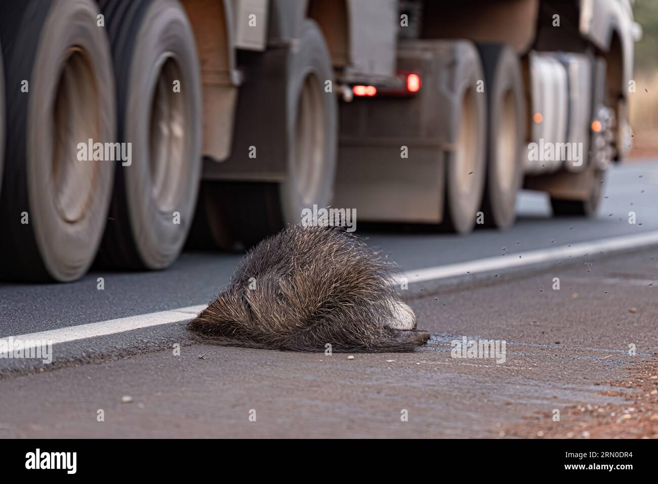 Giant anteater run over illustrative of the themes running over fauna ...