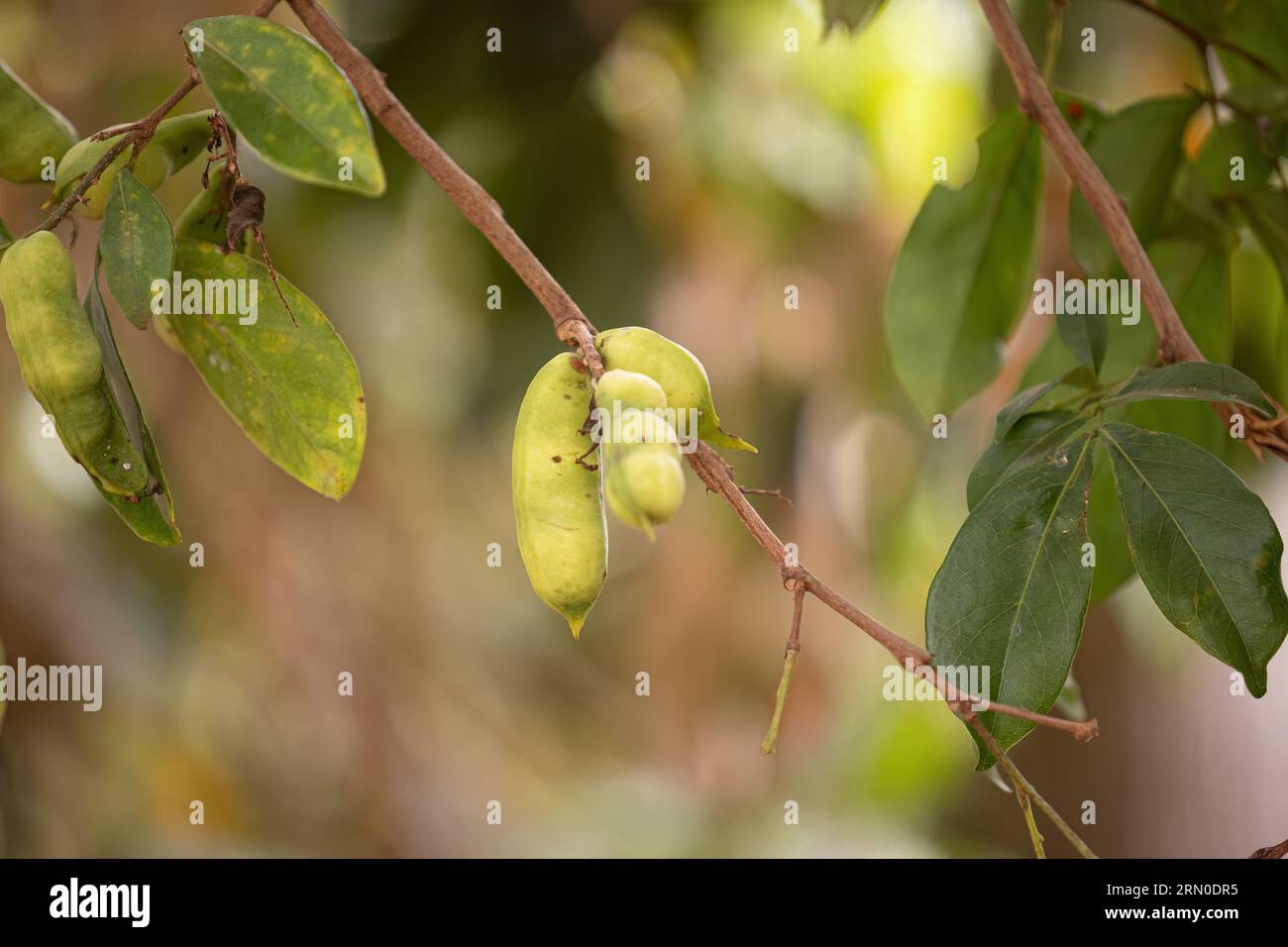closeup of fruits of the brazilian fruit tree called inga Stock Photo ...