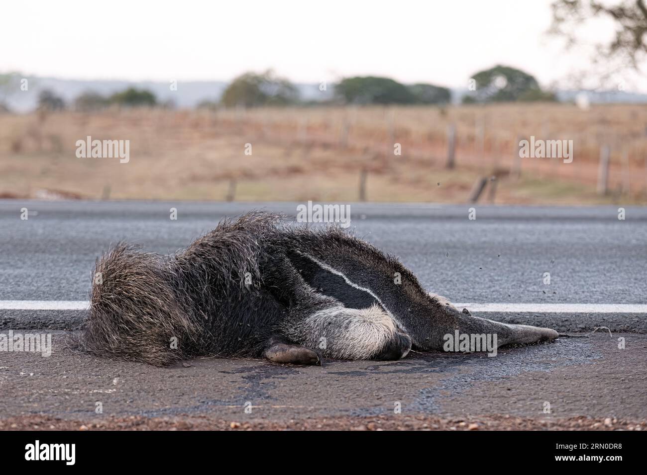 Giant anteater run over illustrative of the themes running over fauna ...