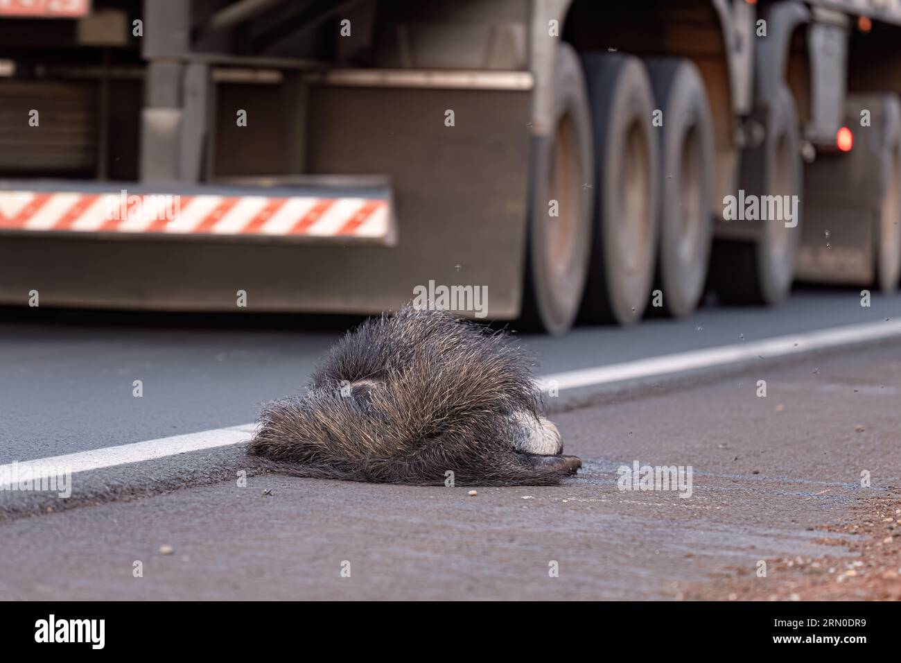 Giant anteater run over illustrative of the themes running over fauna ...