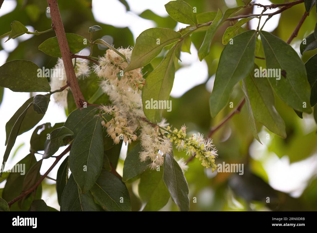 closeup of flowers of the brazilian fruit tree called inga Stock Photo ...