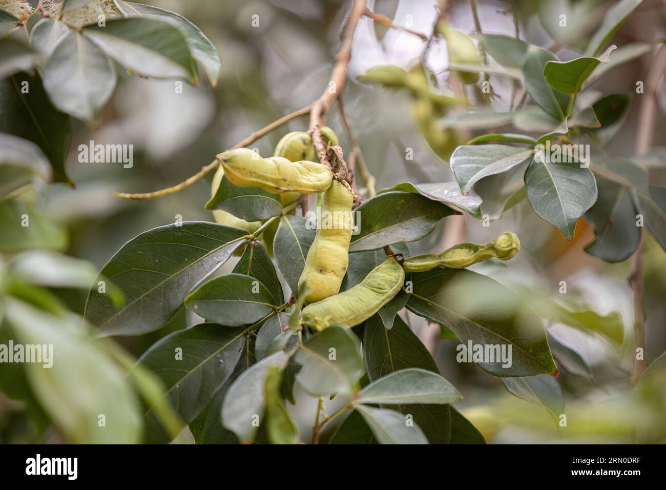 closeup of fruits of the brazilian fruit tree called inga Stock Photo ...