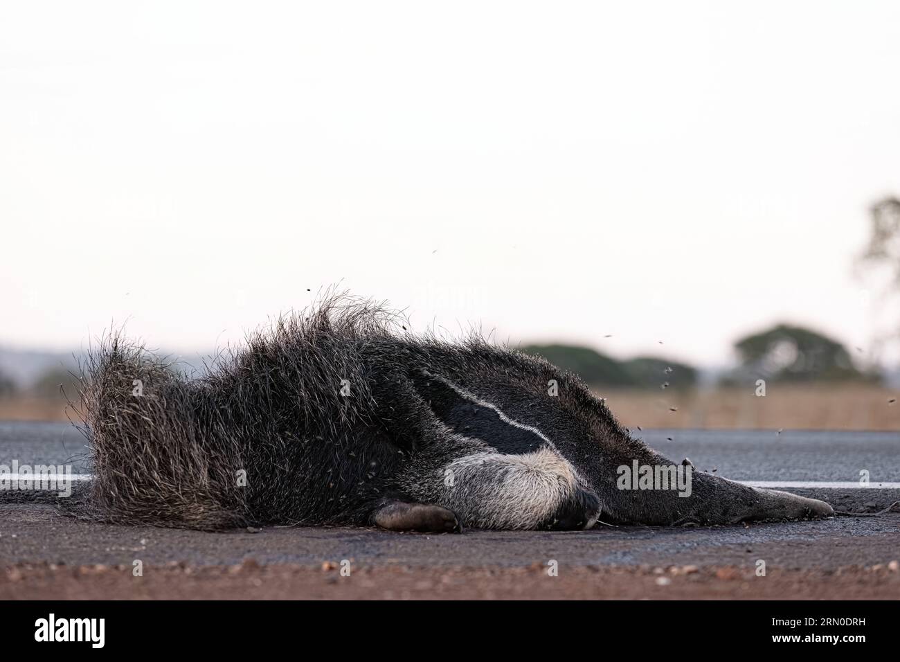 Giant anteater run over illustrative of the themes running over fauna ...