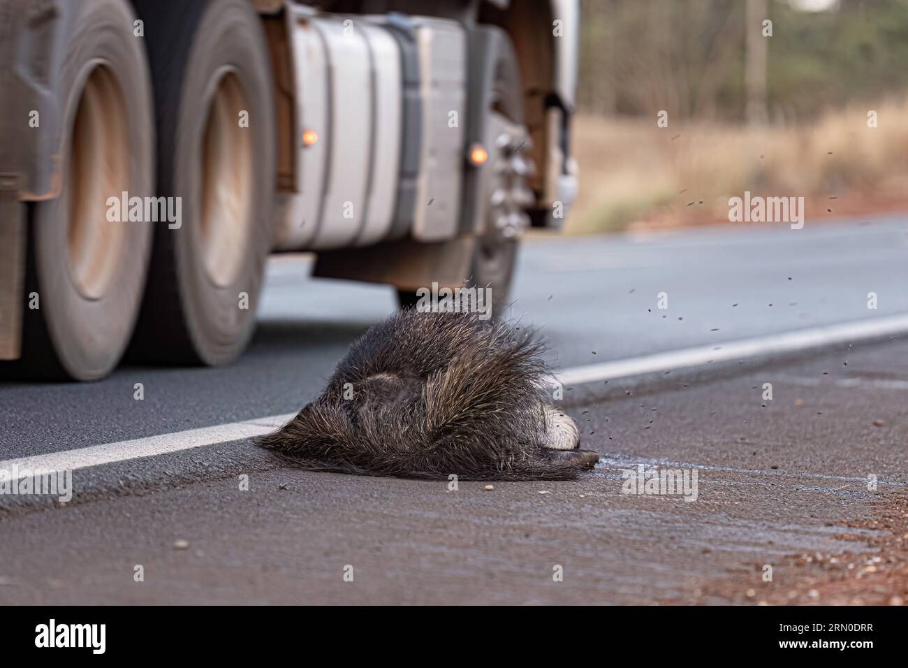 Giant anteater run over illustrative of the themes running over fauna ...