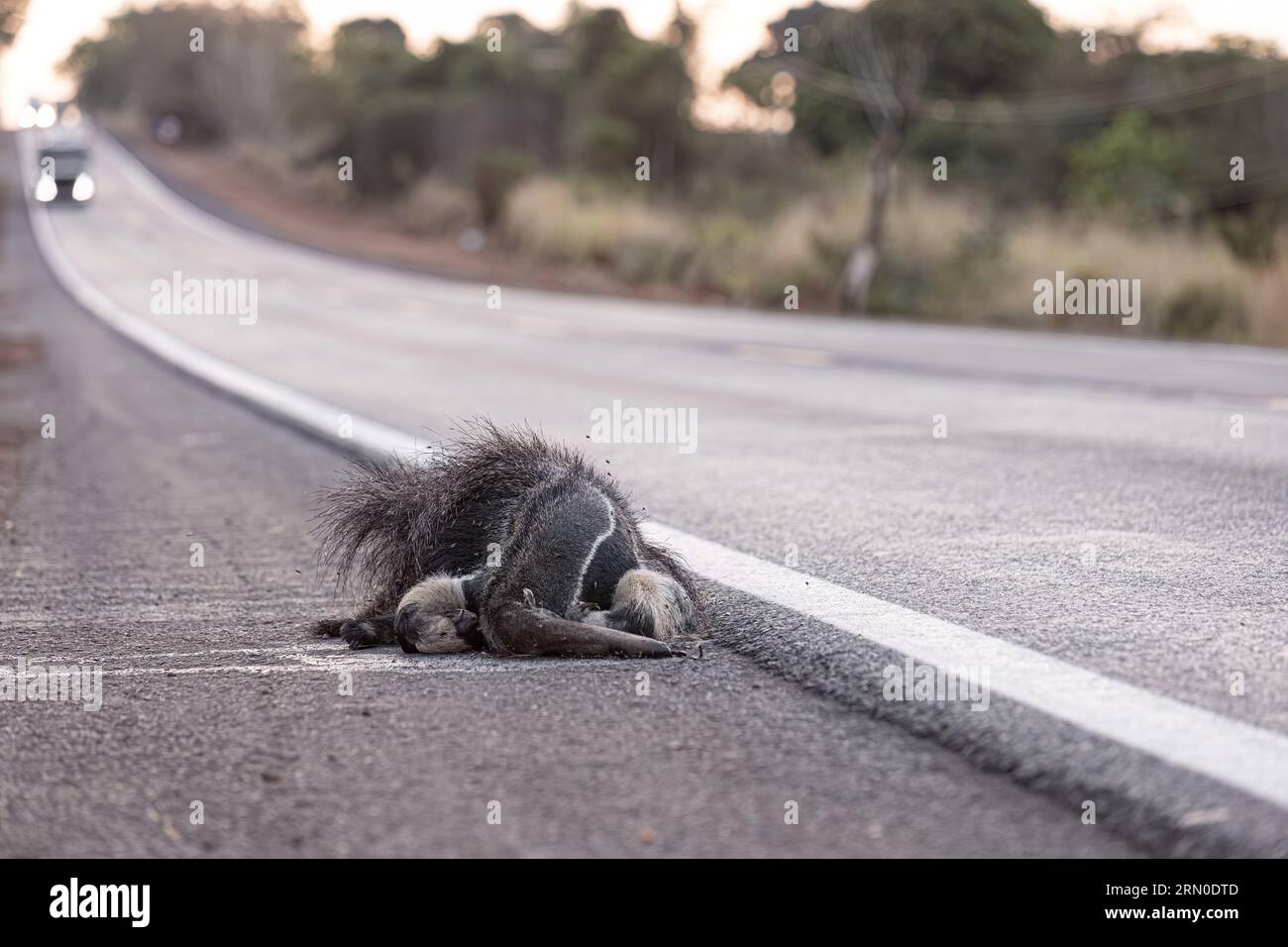 Giant anteater run over illustrative of the themes running over fauna ...