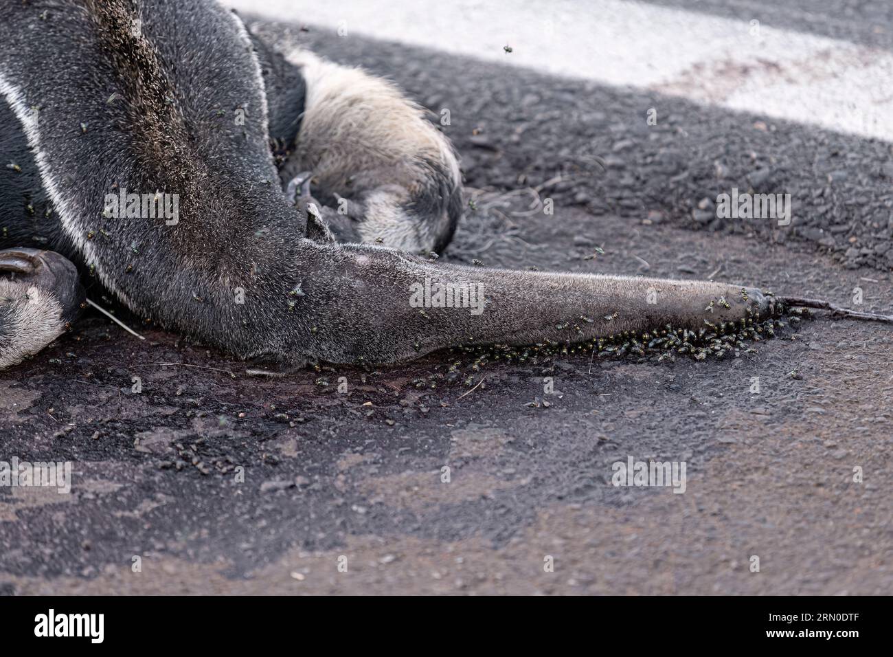 Giant anteater run over illustrative of the themes running over fauna ...