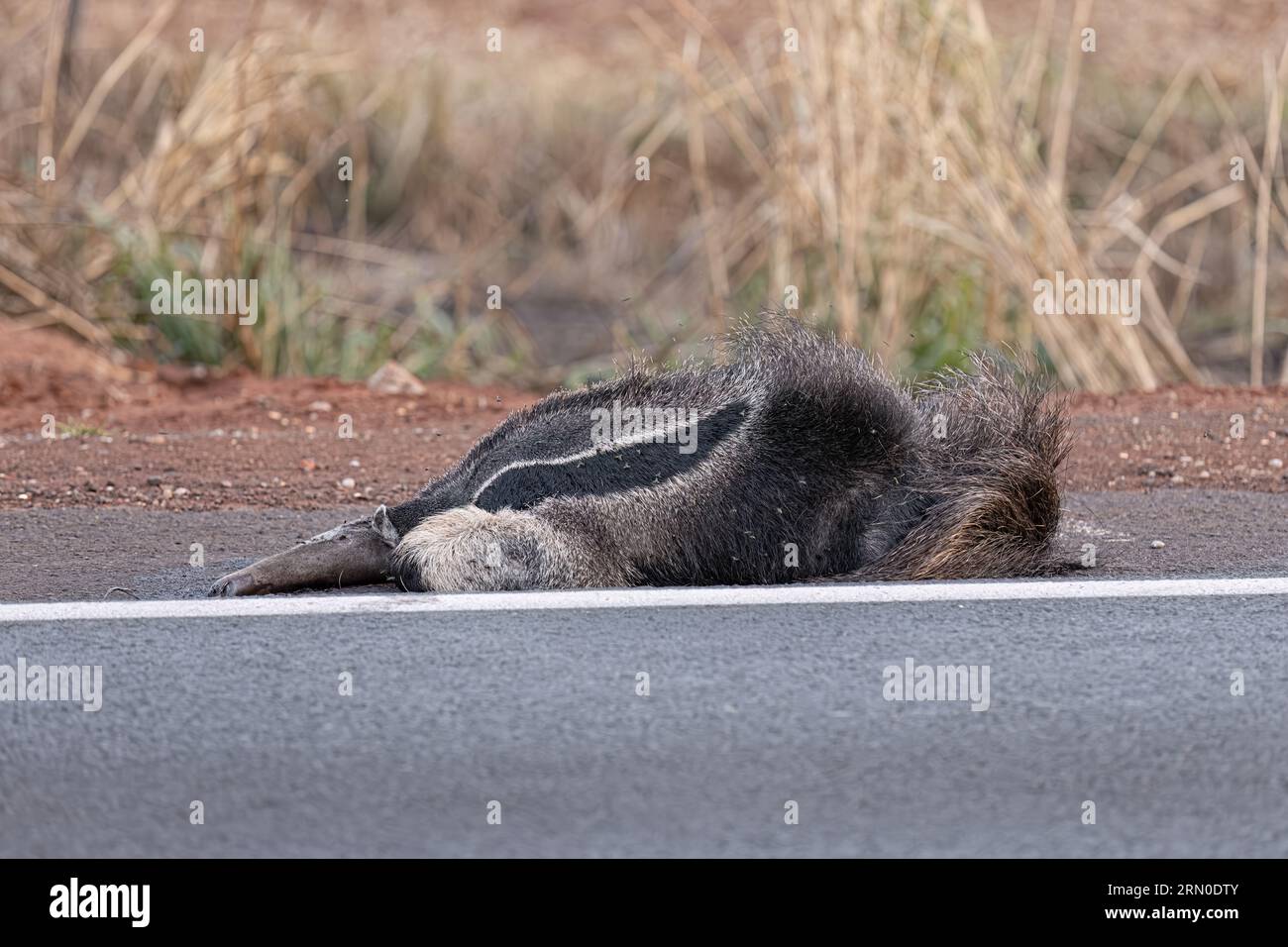 Giant anteater run over illustrative of the themes running over fauna ...