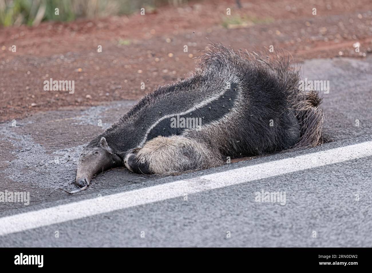 Giant anteater run over illustrative of the themes running over fauna ...