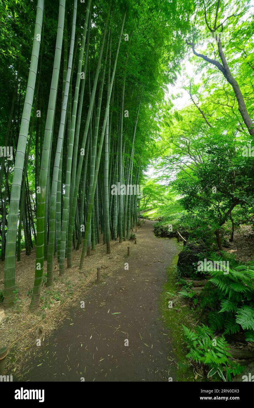 A Bamboo trail at Tonogayato park in Kokubunji Tokyo wide shot Stock ...