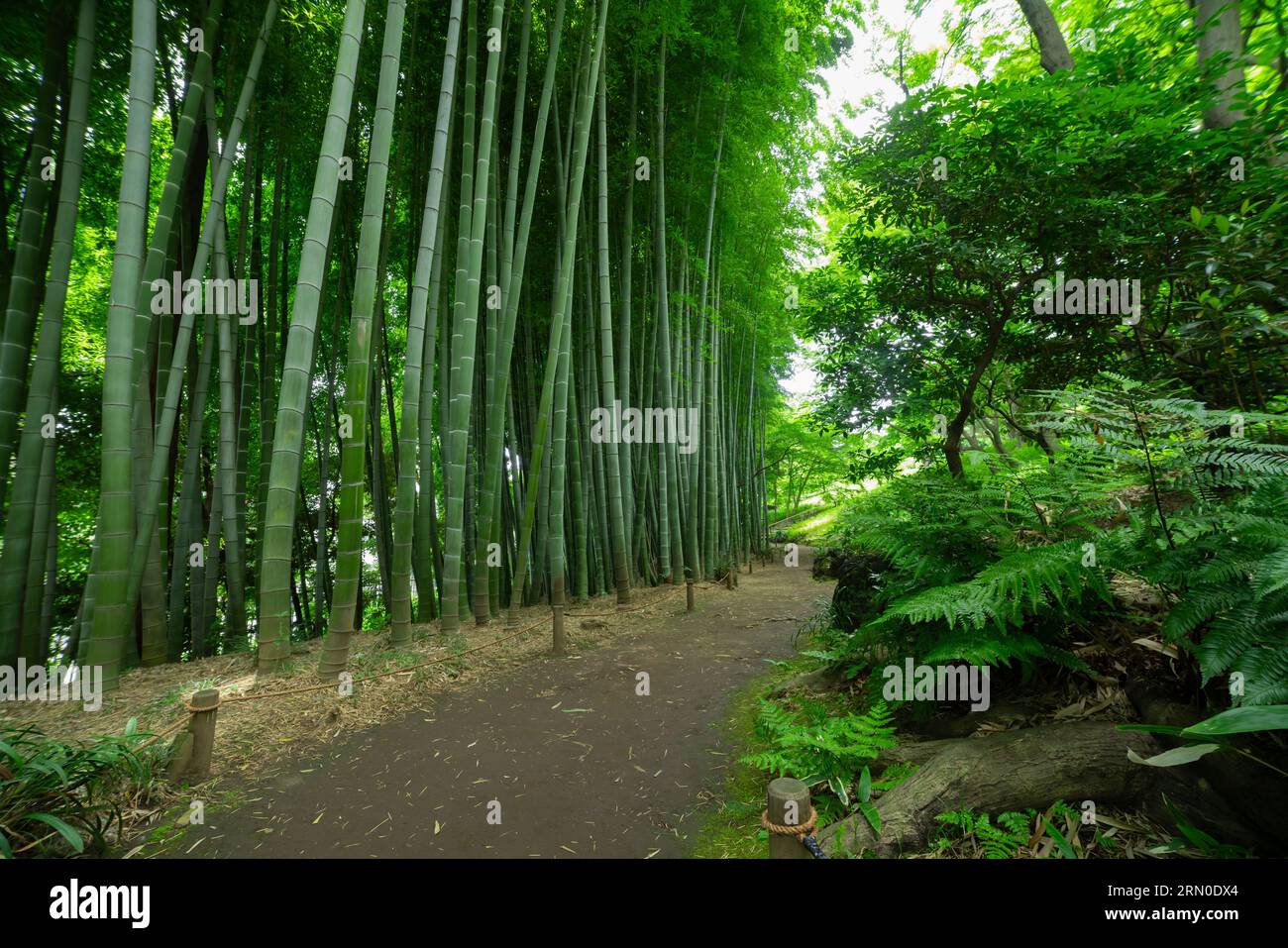 A Bamboo trail at Tonogayato park in Kokubunji Tokyo wide shot Stock ...