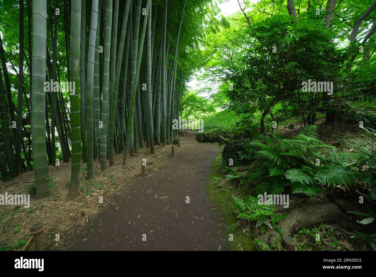 A Bamboo trail at Tonogayato park in Kokubunji Tokyo wide shot Stock ...