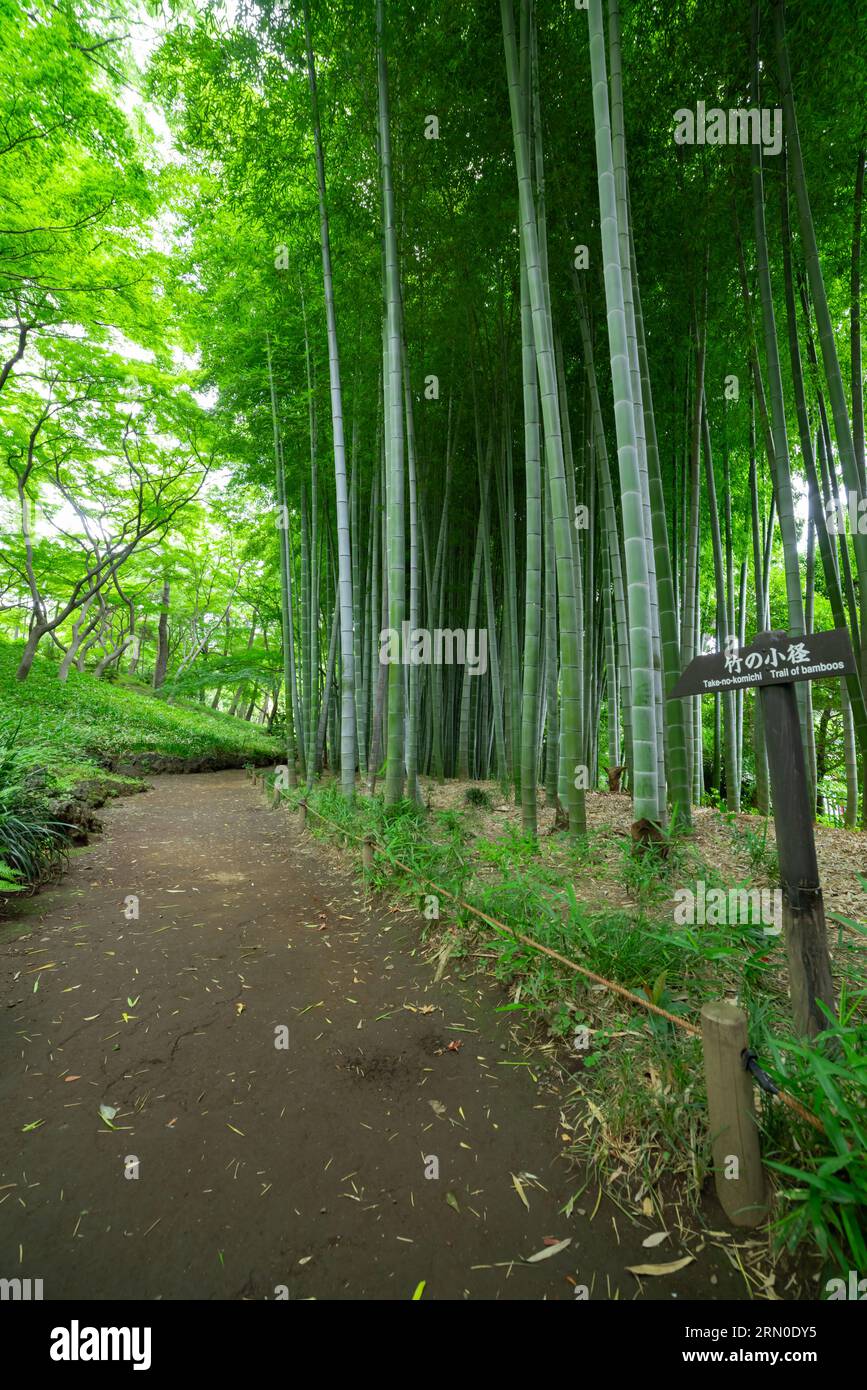 A Bamboo trail at Tonogayato park in Kokubunji Tokyo wide shot Stock ...