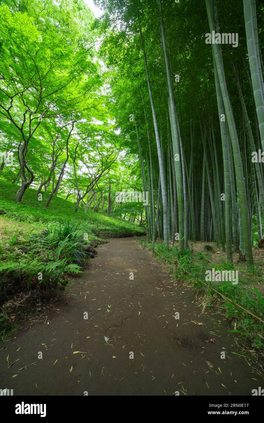 A Bamboo trail at Tonogayato park in Kokubunji Tokyo wide shot Stock ...