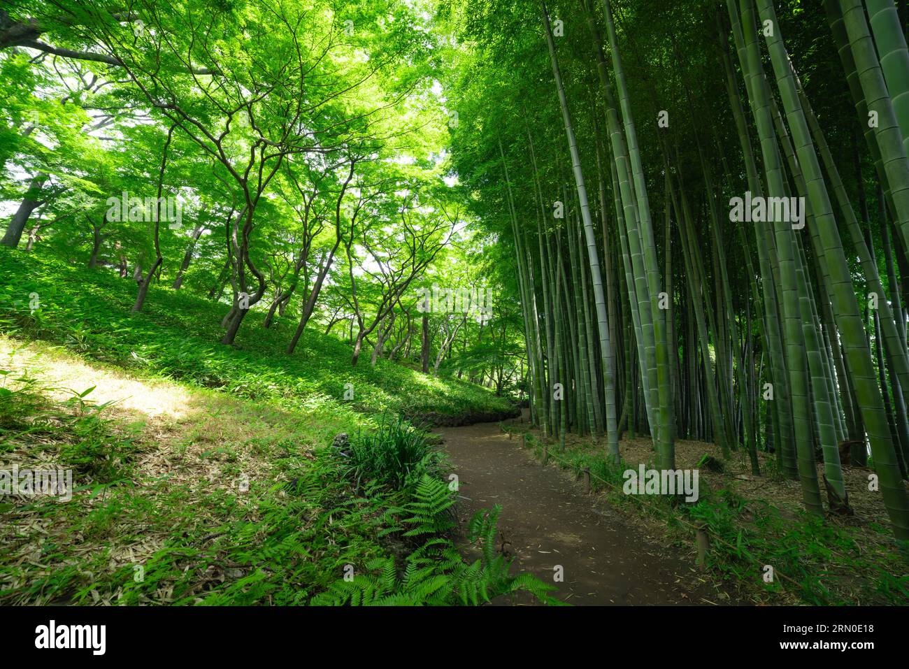A Bamboo trail at Tonogayato park in Kokubunji Tokyo wide shot Stock ...