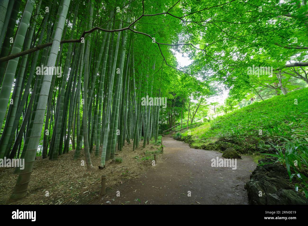 A Bamboo trail at Tonogayato park in Kokubunji Tokyo wide shot Stock ...