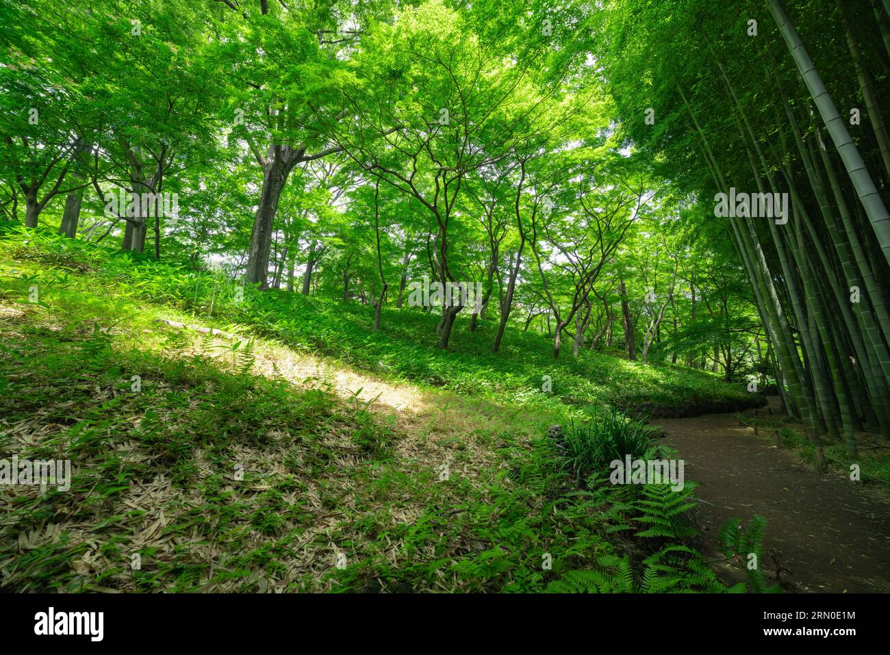 A Bamboo trail at Tonogayato park in Kokubunji Tokyo wide shot Stock ...