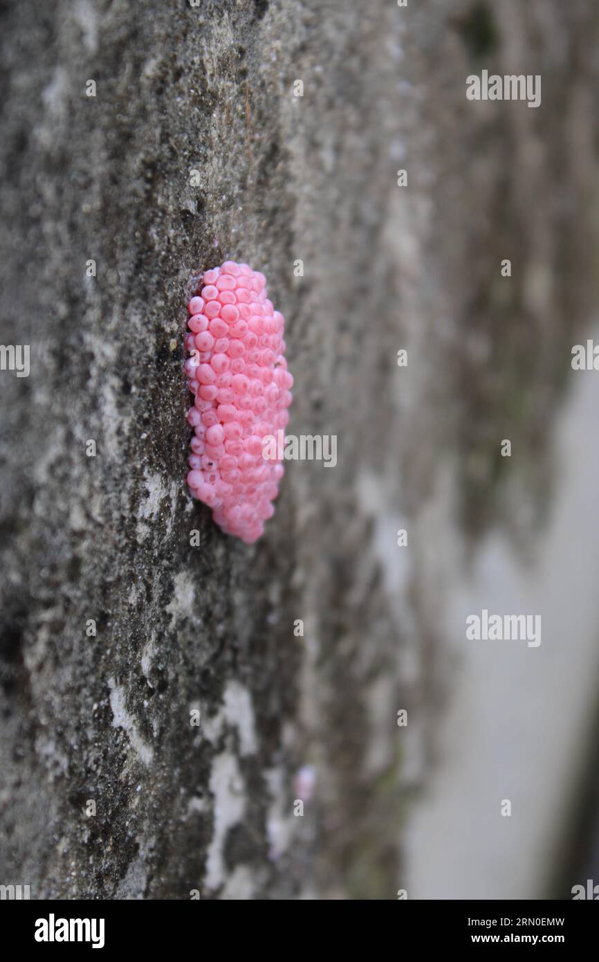 Snail eggs hi-res stock photography and images - Alamy