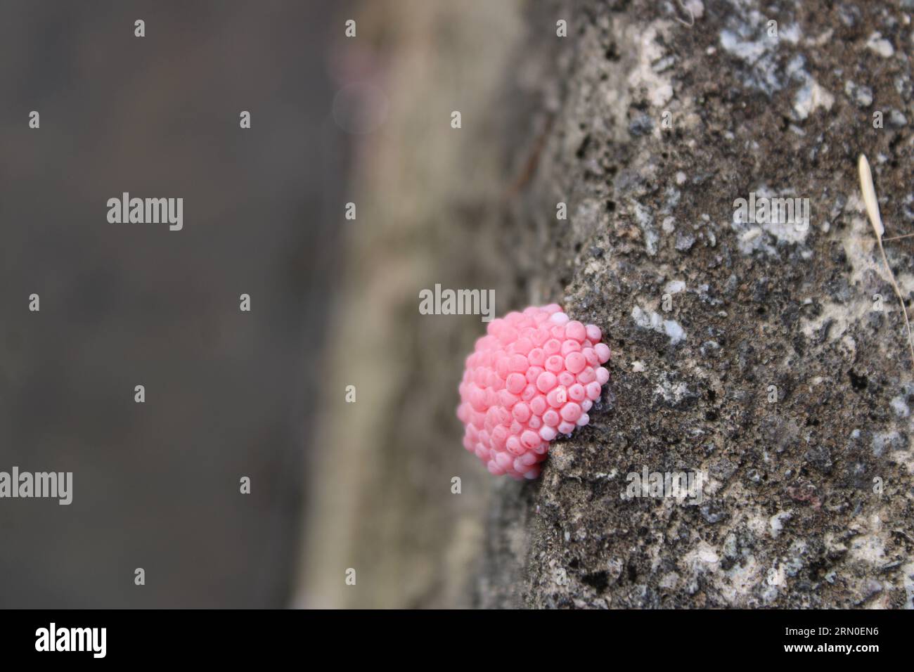 Pink apple snail eggs in wall Stock Photo - Alamy