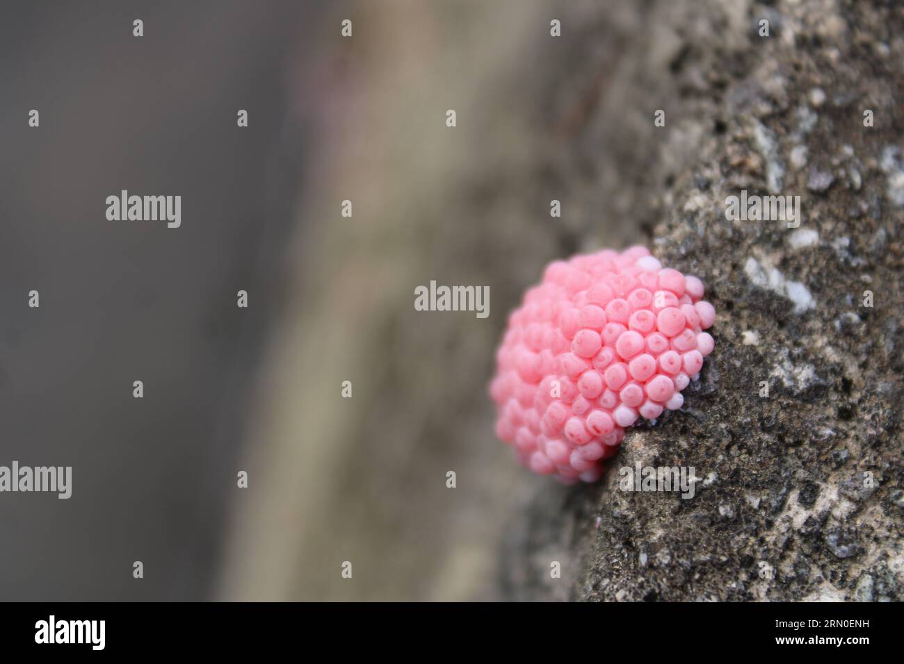 Pink apple snail eggs in wall Stock Photo - Alamy