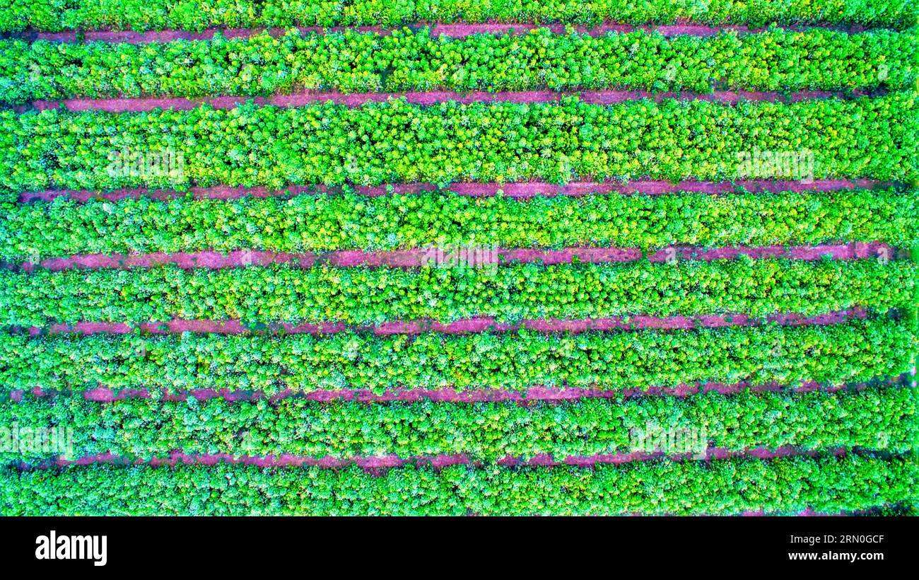 Aerial view of the cotton crop Stock Photo - Alamy