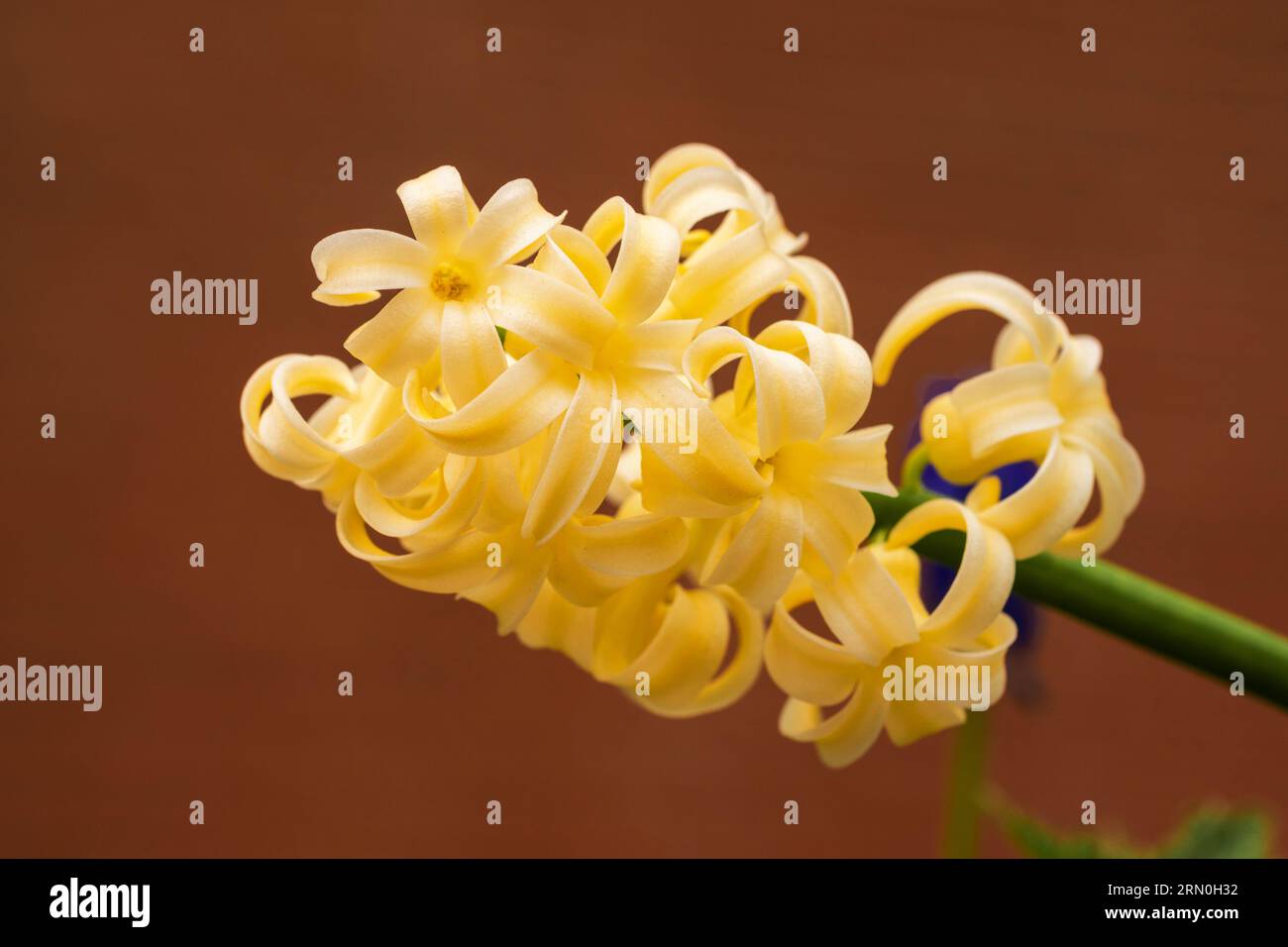 Yellow Hyacinth (Hyacinthus orientalis) blooms in the garden ...