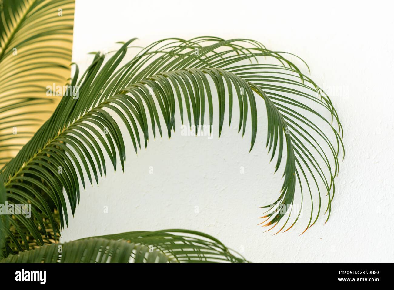 Coconut palm trees against blue sky, crown of a palm tree of coconut ...