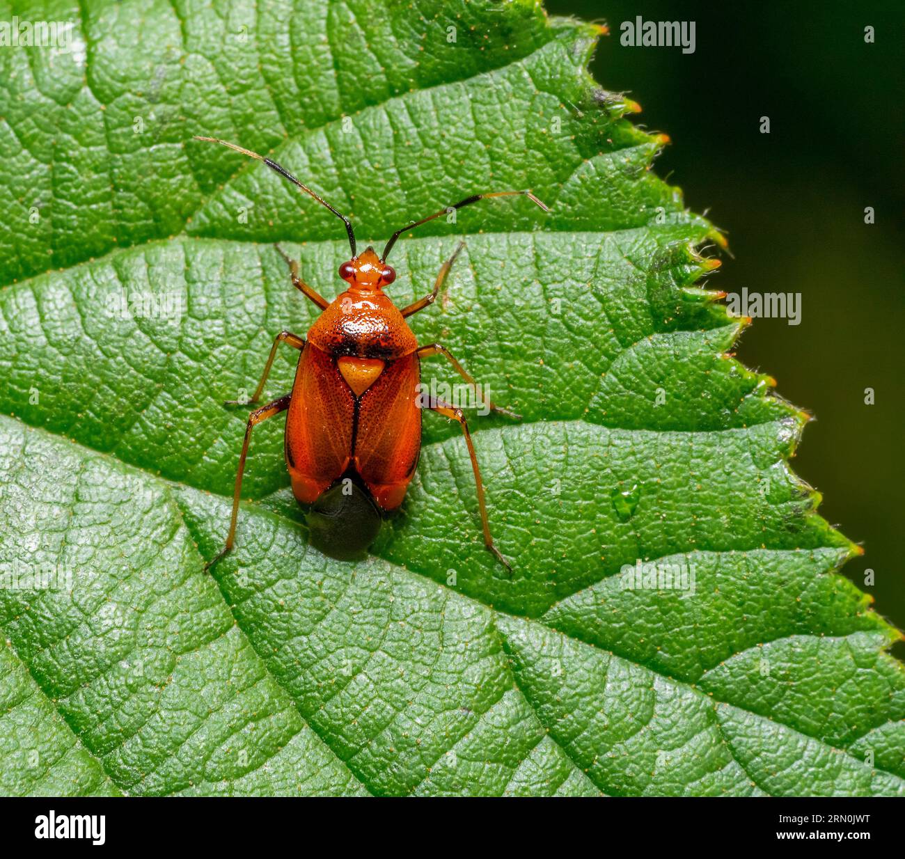 Macro shot showing the dorsal view of a Deraeocoris olivaceus mirid bug ...