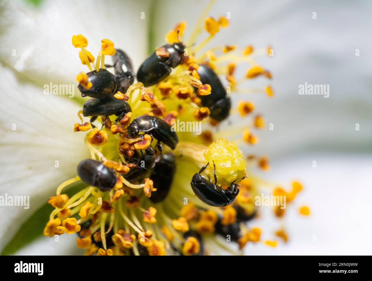 Macro shot showing lots of common pollen beetles in a flower head Stock ...