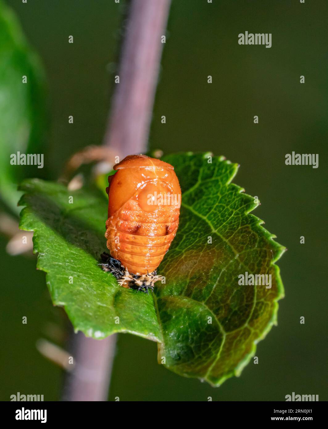 Ladybug pupa hi-res stock photography and images - Alamy
