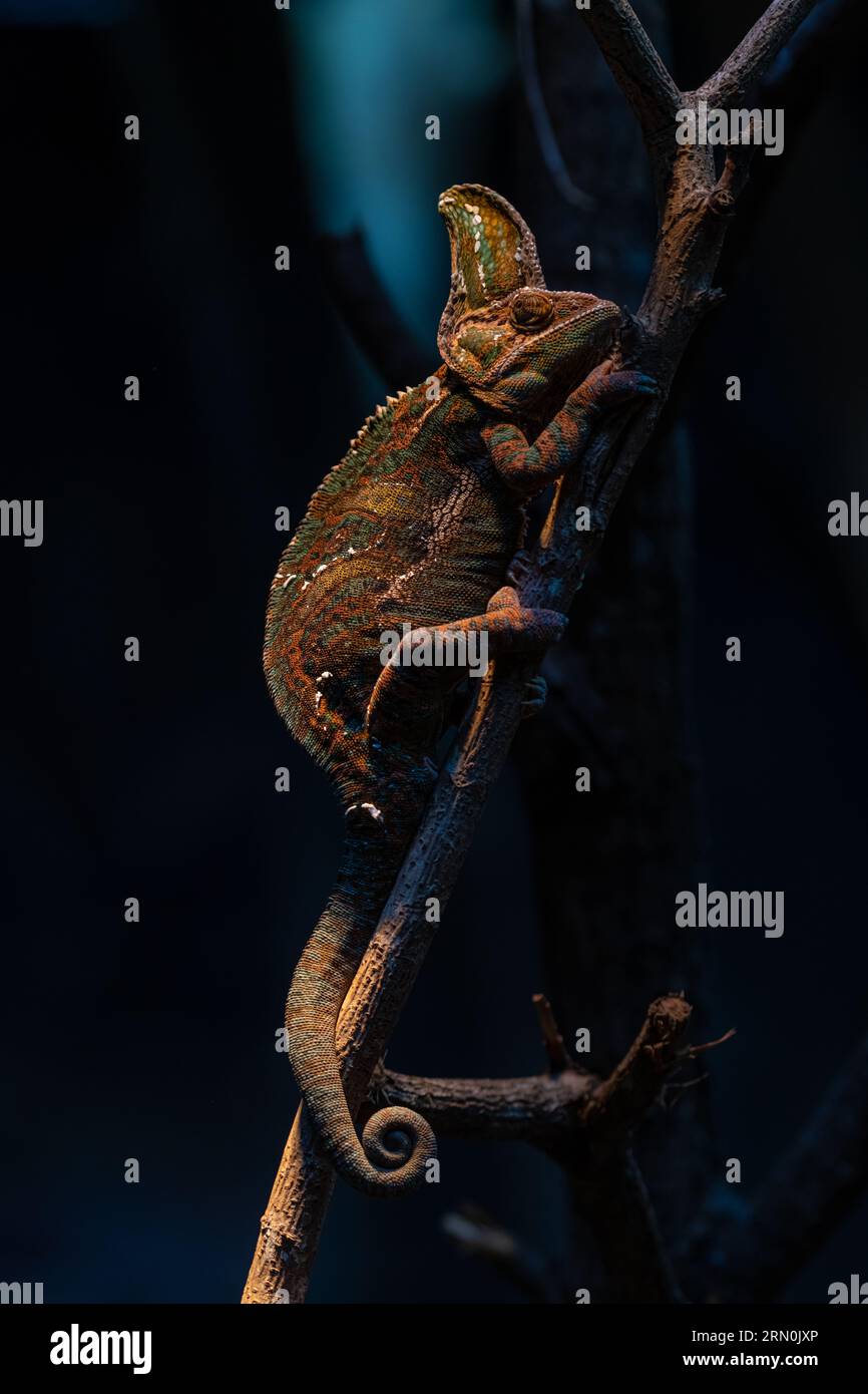 Lizard,dragon , Chameleon , Blue-crested Lizard , Indo-Chinese Forest ...