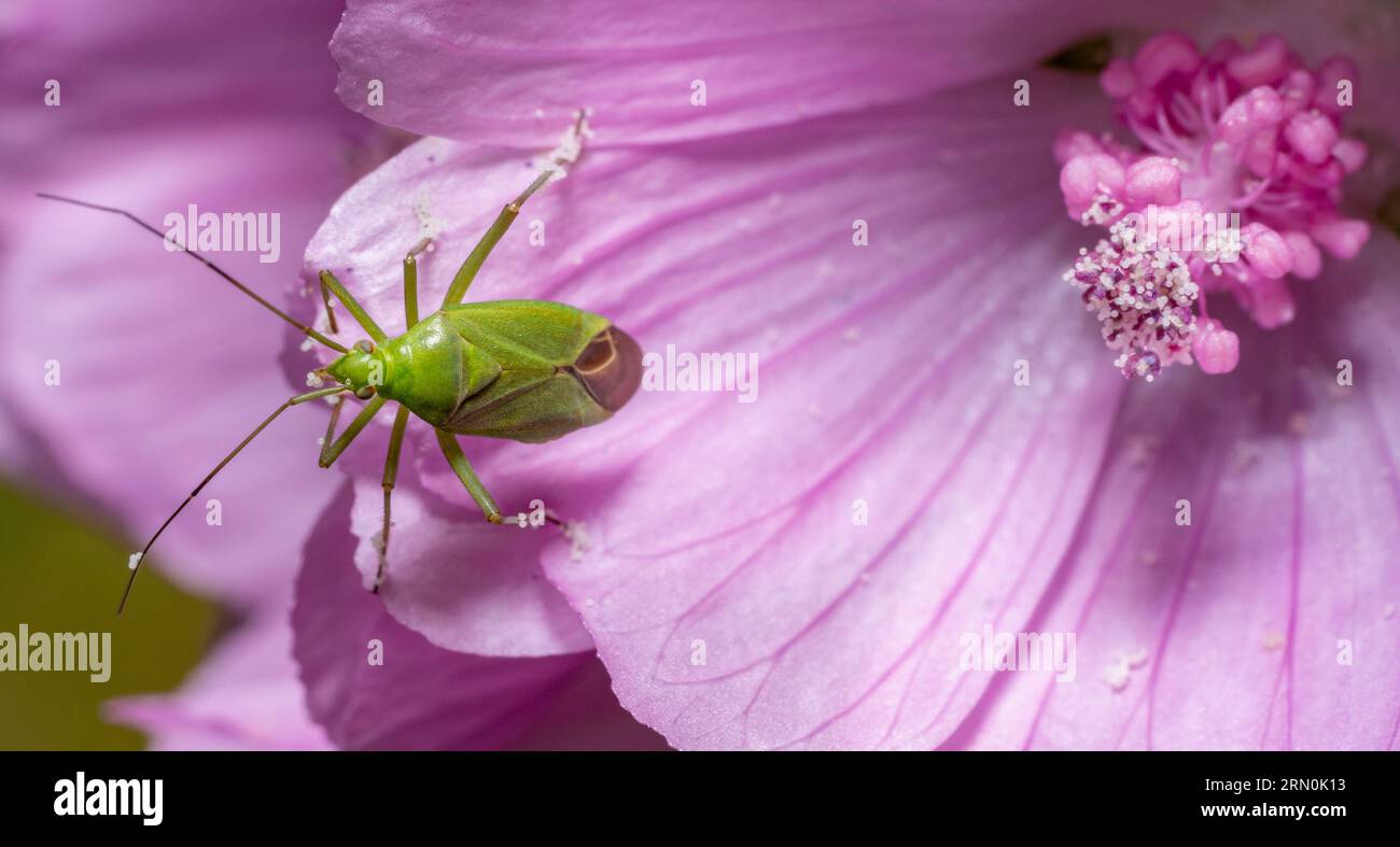 Macro shot showing the dorsal view of a Calocoris affinis mirid bug at ...